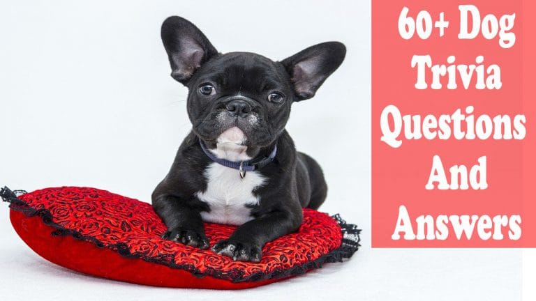 75+ Dog Trivia Questions and Answers 2024 [Types+History]
