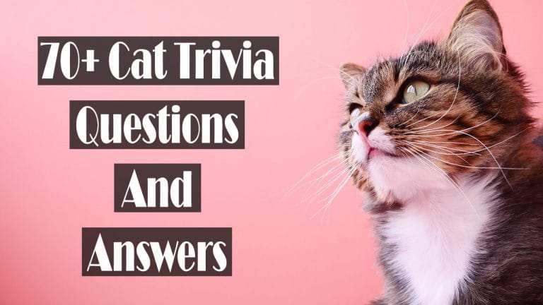 95+ Cat Trivia Questions and Answers [All Types-2024]