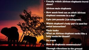 75+ Elephant Trivia Questions and Answers 2024 [Updated]