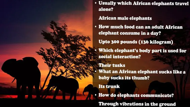 75+ Elephant Trivia Questions and Answers 2024 [Updated]