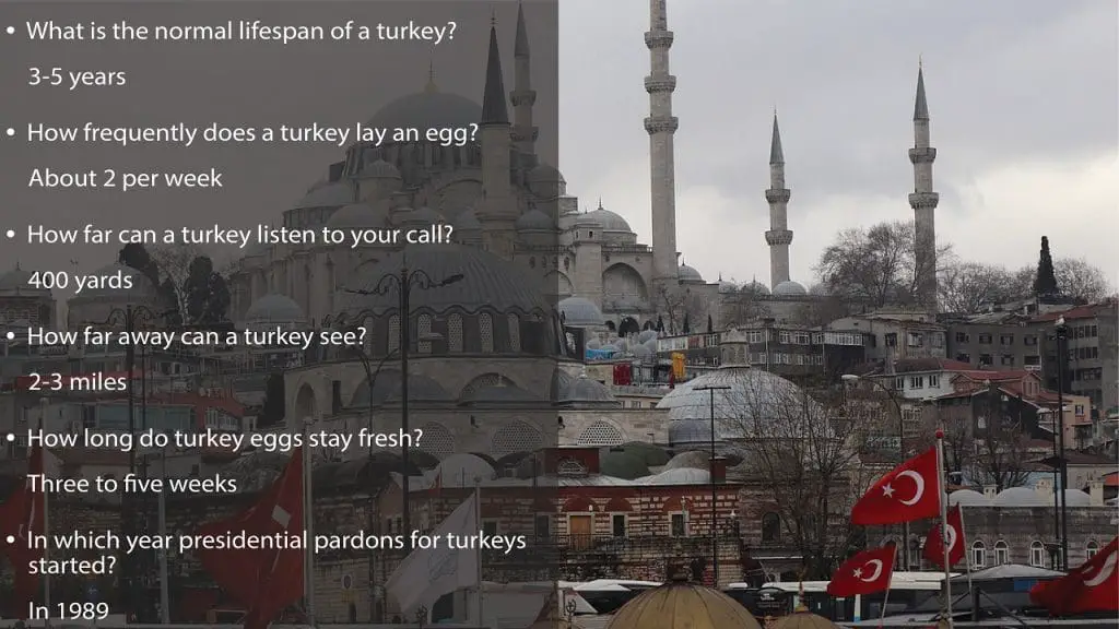 70+ Turkey Trivia Questions And Answers 2024 - Best Trivia Questions ...